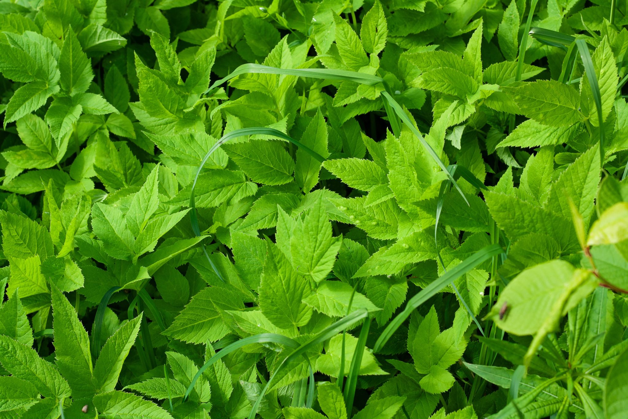 Podagrycznik pospolity - przepisy na zastosowanie w kuchni